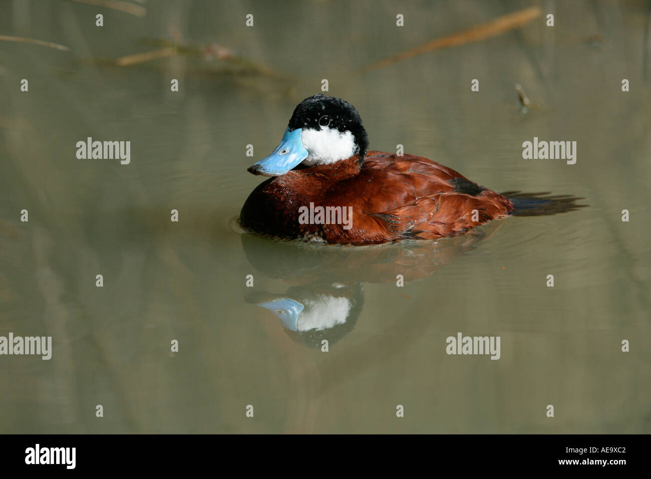 Introduced british bird hi-res stock photography and images - Alamy