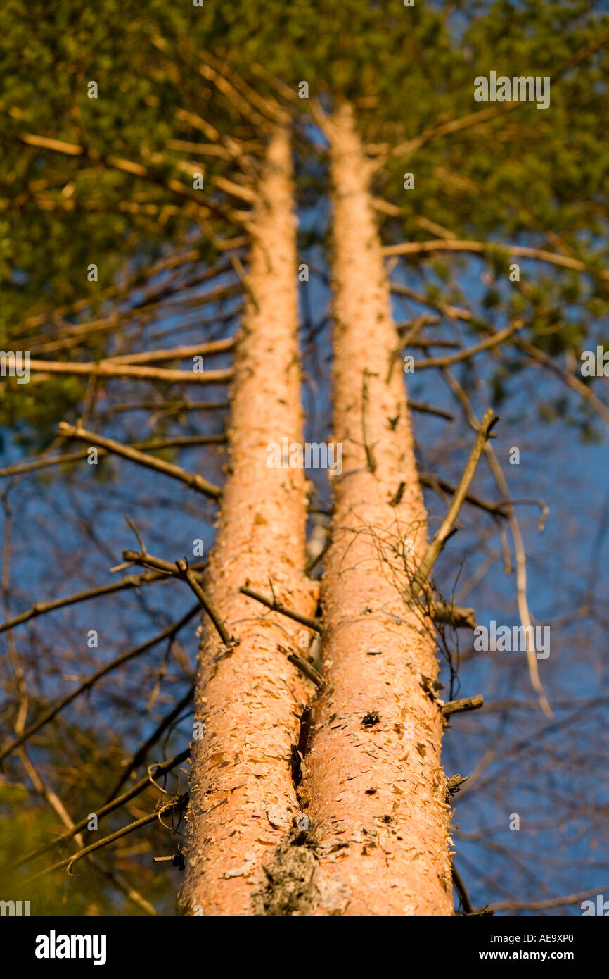 Branched pine tree ( Pinus sylvestris ) with two separate trunks ...