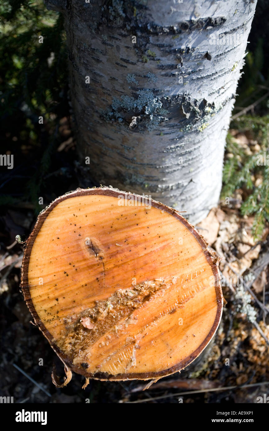Birch sap extracting from a tree hi-res stock photography and images ...