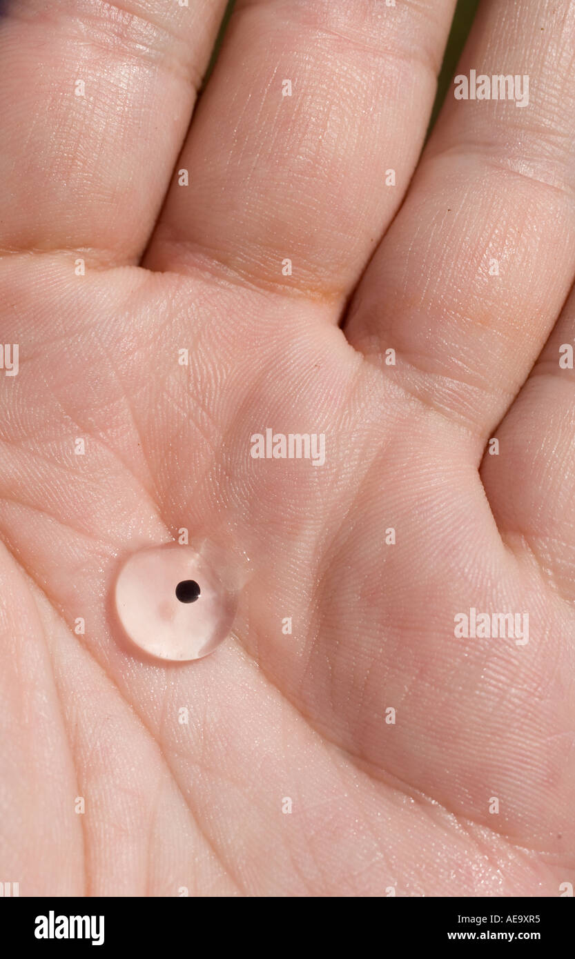 One frog spawn egg on palm of a hand Stock Photo - Alamy