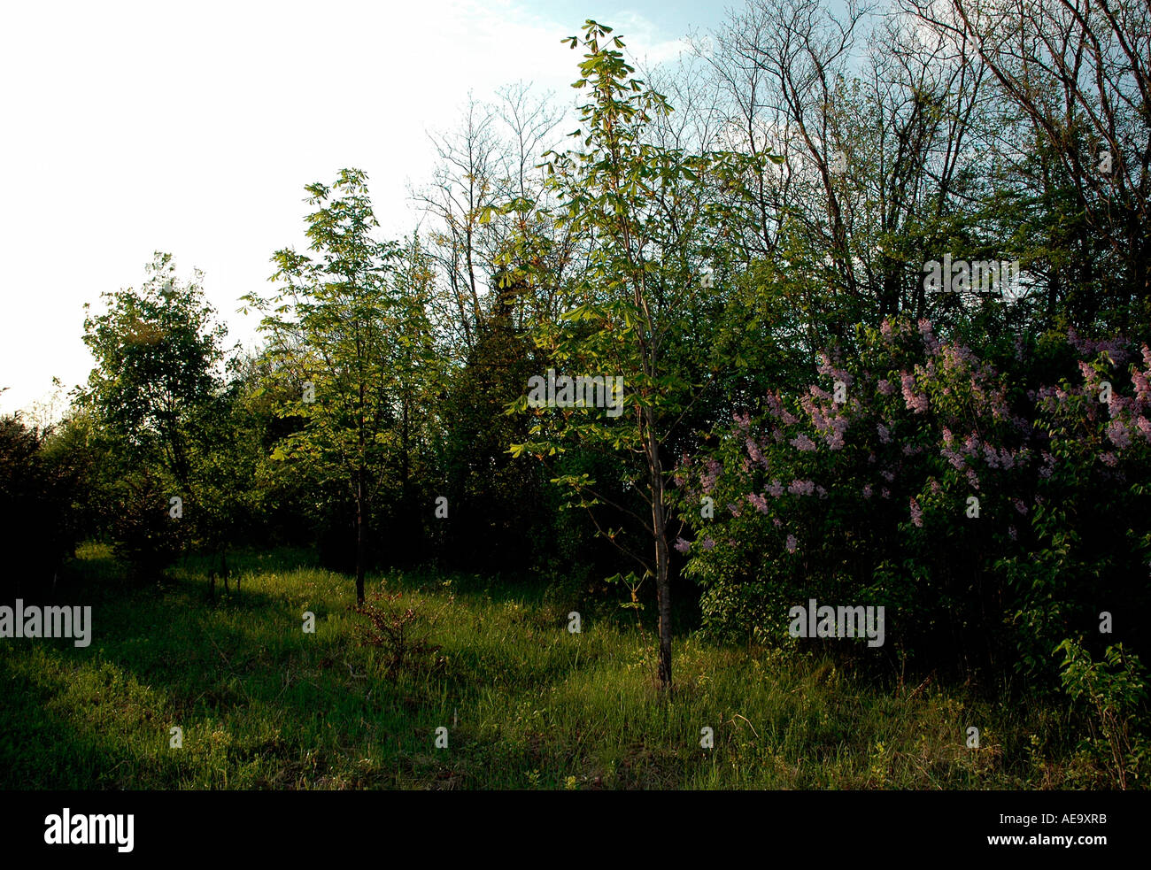 Trees in Serbian Countryside Stock Photo - Alamy