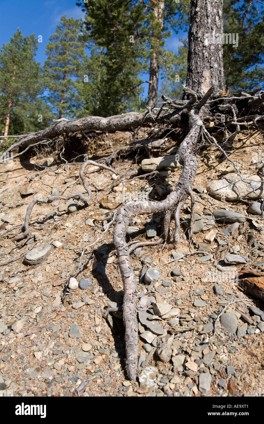 Isolated pine tree ( Pinus sylvestris ) roots exposed due to erosion on ...