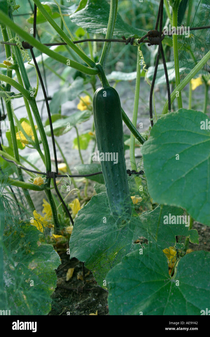 Cucumber 'baby' growing on plant hi-res stock photography and images ...