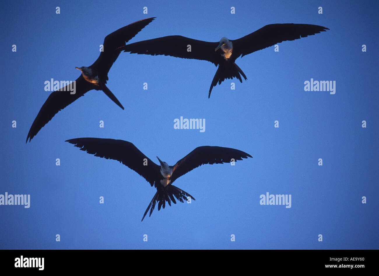 Three Frigate Birds in flight closeup horizontal image Mexico blue sky ...