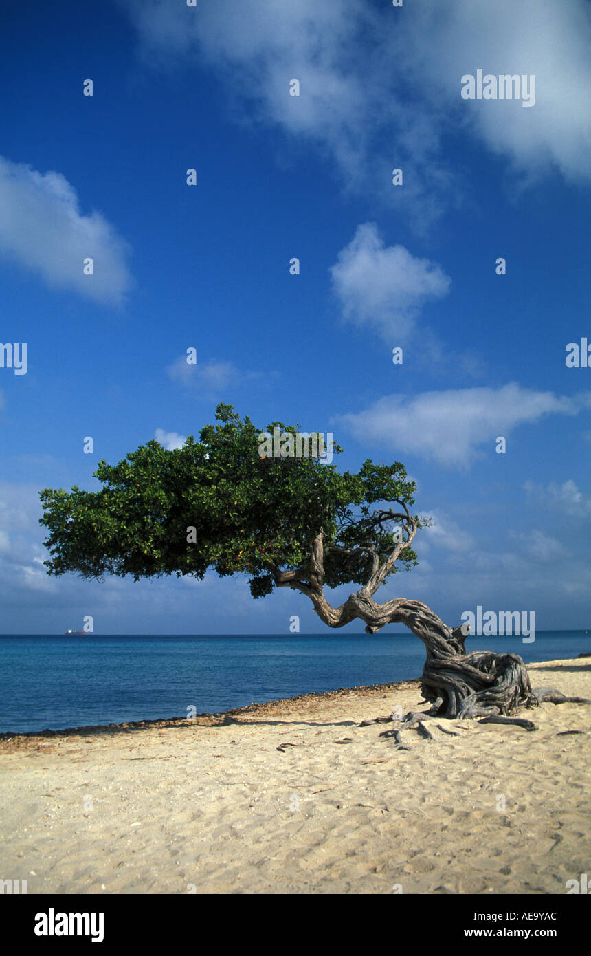 The symbol of Aruba the Divi Divi tree Looking wind blown on the beach ...