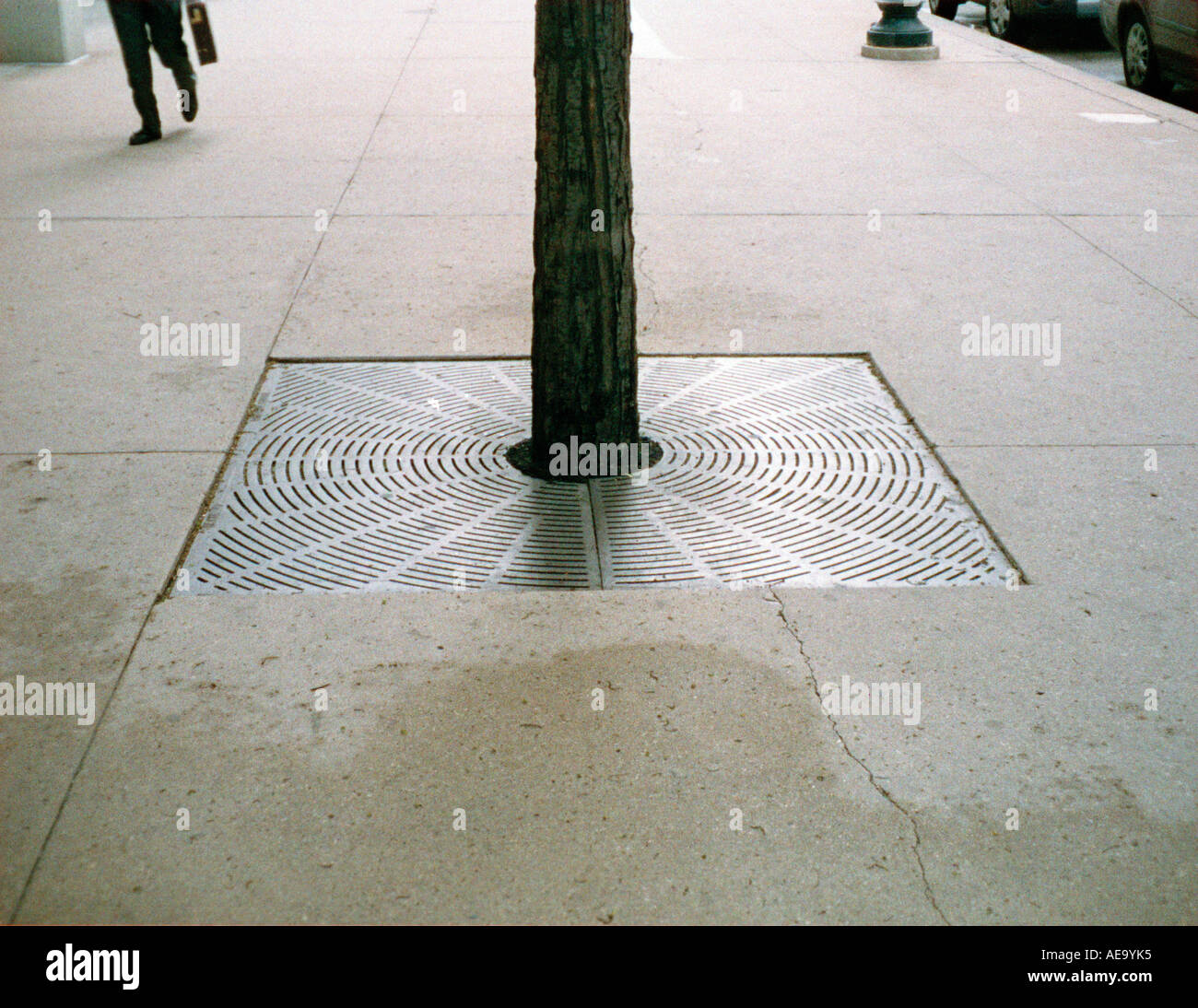 Protective steel grate around tree trunk Chicago Illinois USA Stock ...