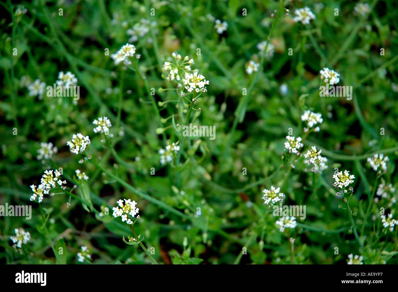 small white wild flowers Serbia and Montenegro Stock Photo - Alamy