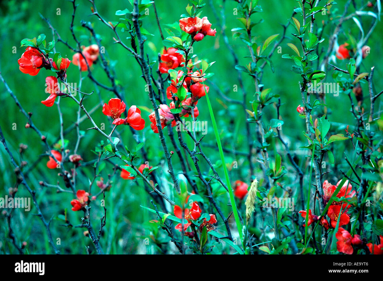 Red wild flowers serbia hi-res stock photography and images - Alamy