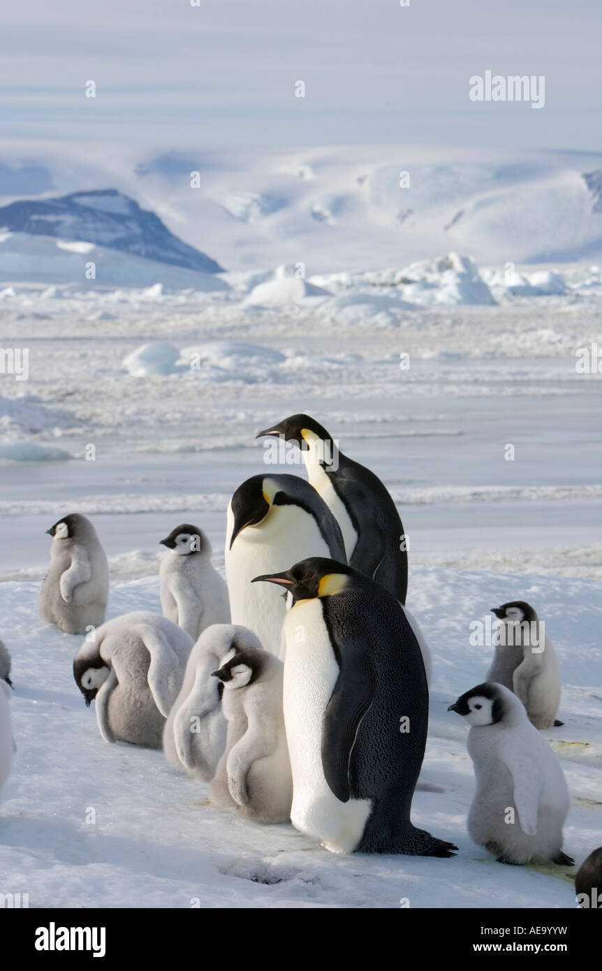 Antarctica Snow Hill Island Emperor Penguins Aptenodytes forsteri on ...