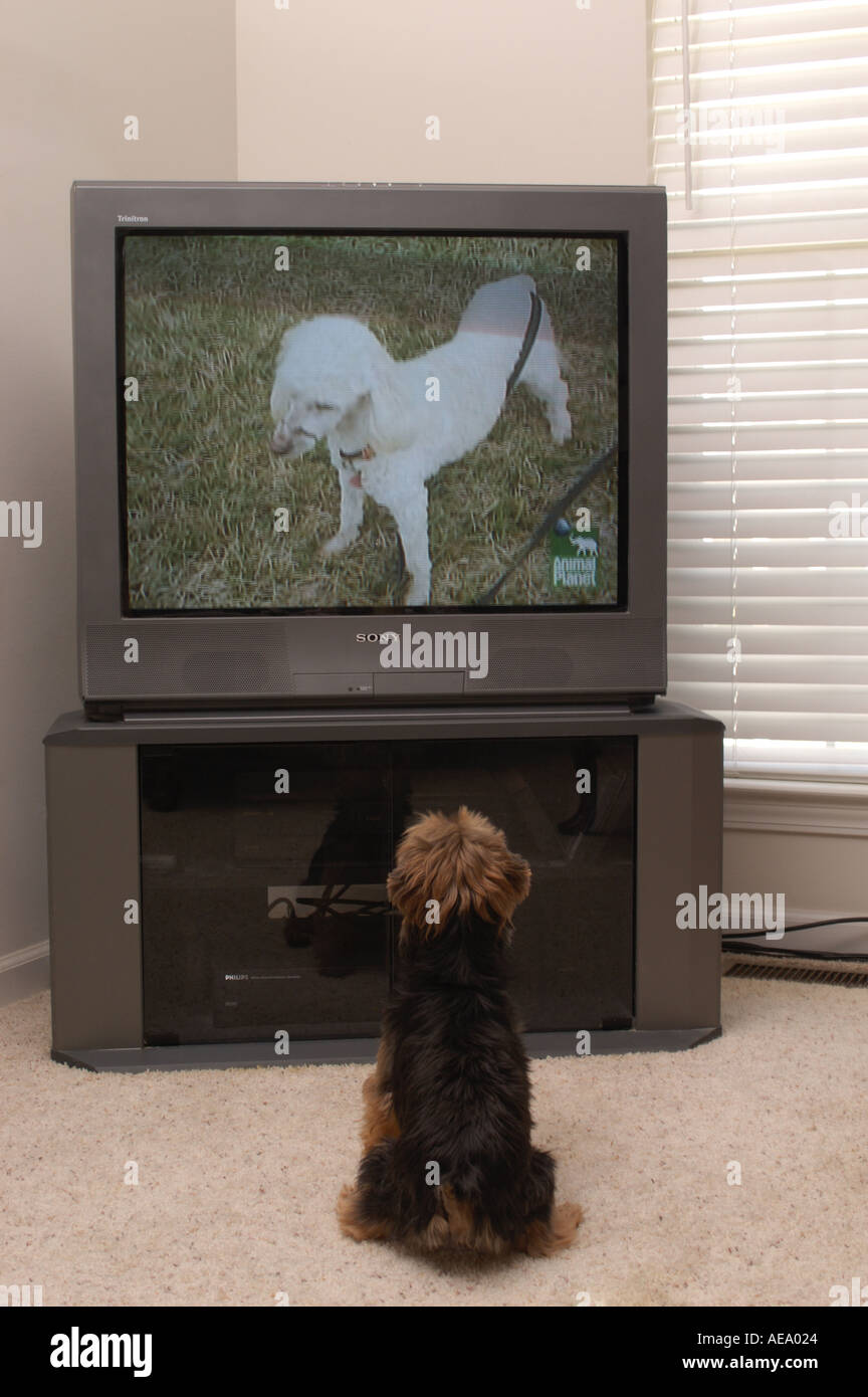 Yorkshire Terrier dog sitting in front of television with dog on screen ...