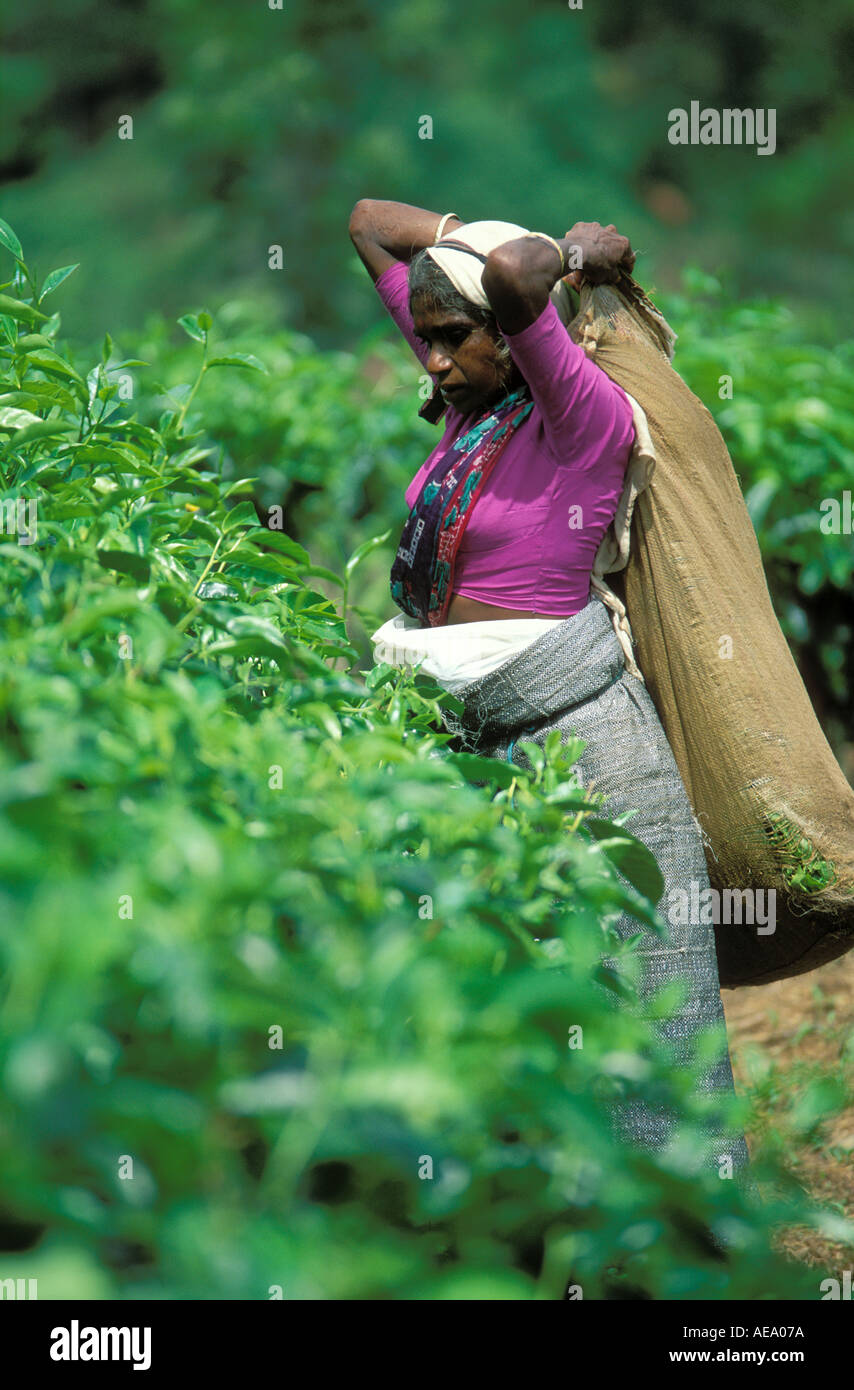 Tea plucker working in a tea plantation near Ella Sri Lanka Stock Photo ...