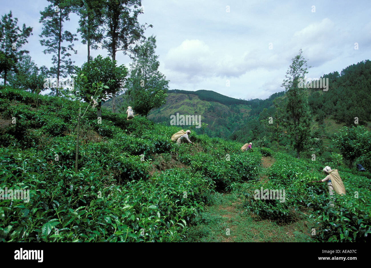 Tea pluckers working in a tea plantation near Ella Sri Lanka Stock ...