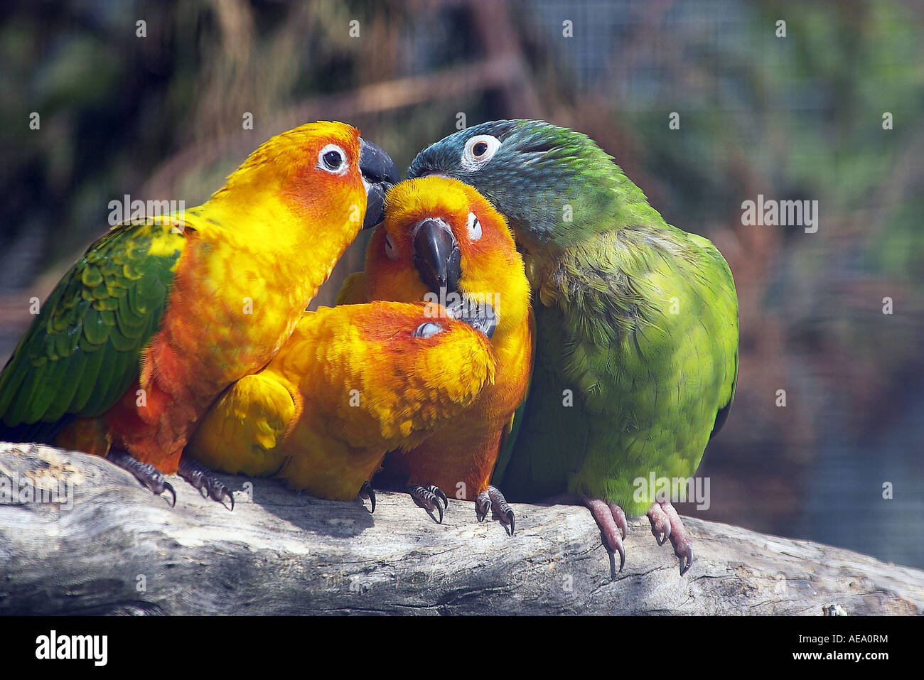 Sun conures hi-res stock photography and images - Alamy