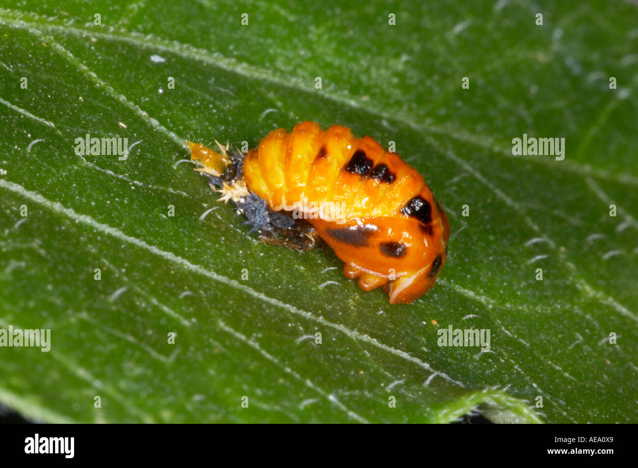 Pupae of Harlequin Ladybird Harmonia axyridis Stock Photo - Alamy