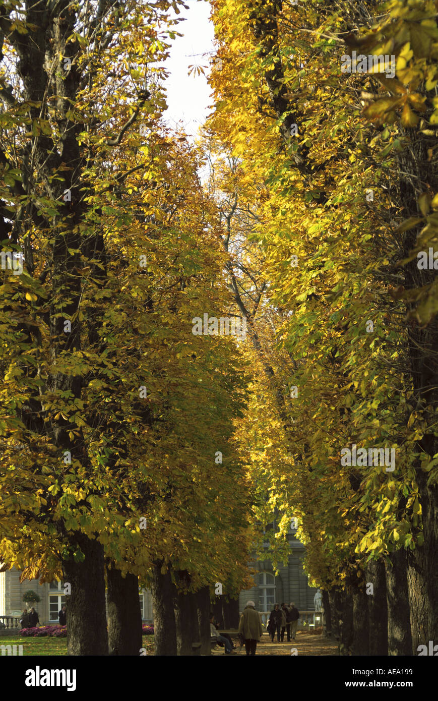 France Paris Colorful Trees At Fall In The Tuileries Stock Photo - Alamy