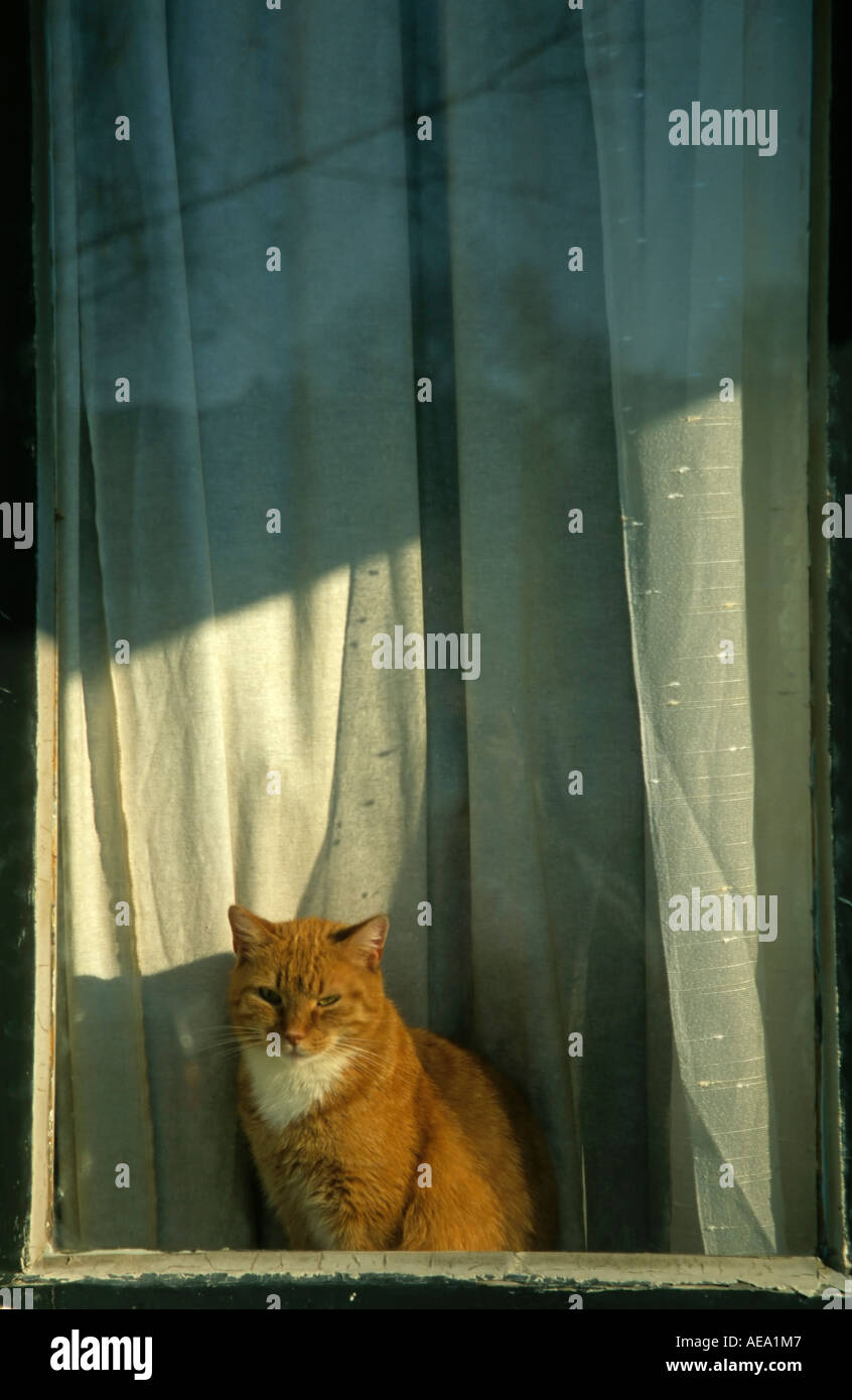 Orange Tabby cat in a window Stock Photo - Alamy