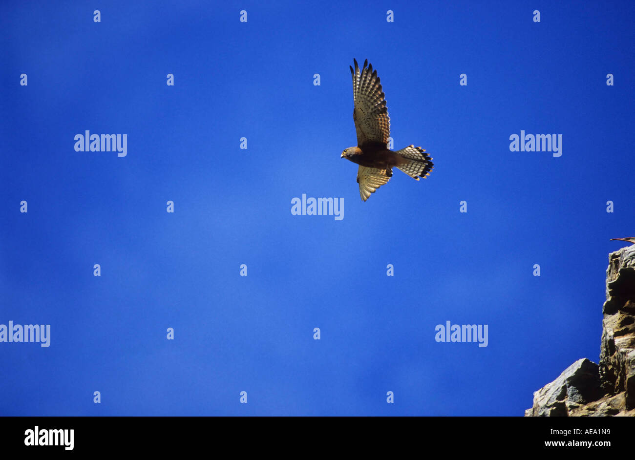 Rock Kestrel (Falco tinnunculus) taking off Stock Photo - Alamy