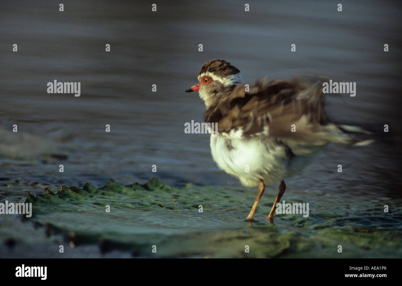 Three banded Plover (Charadrius pallidus) fluffing and shaking wings ...