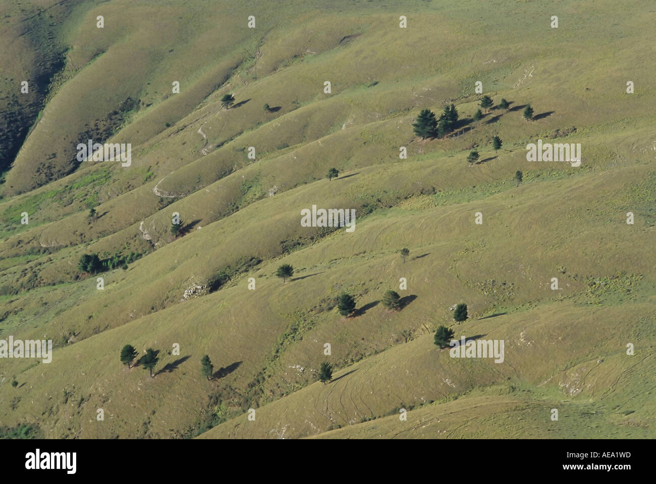 Tree and flowing hills in the Amatola Mountains, Eastern Cape, South ...