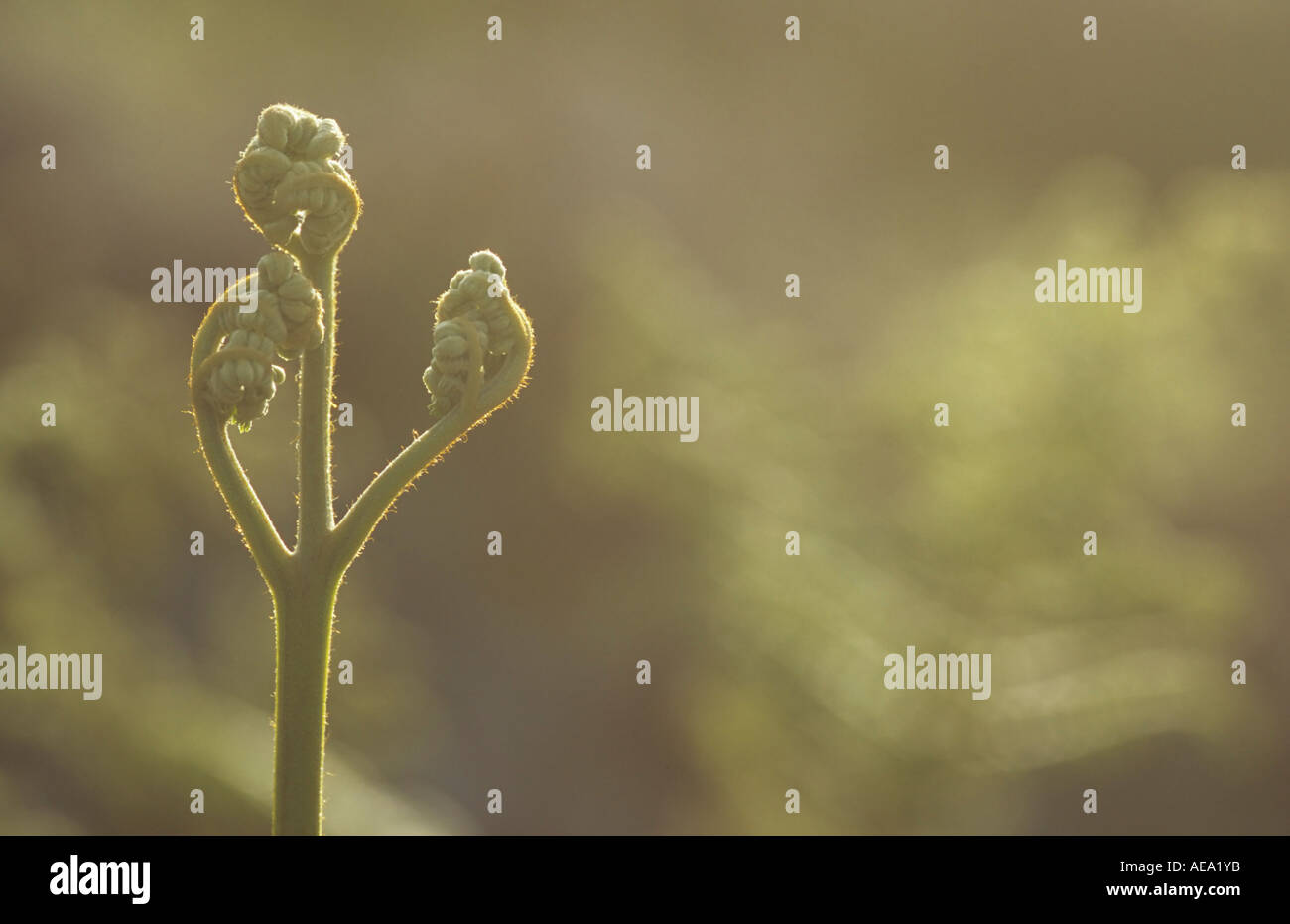 Fern leaves opening Stock Photo - Alamy