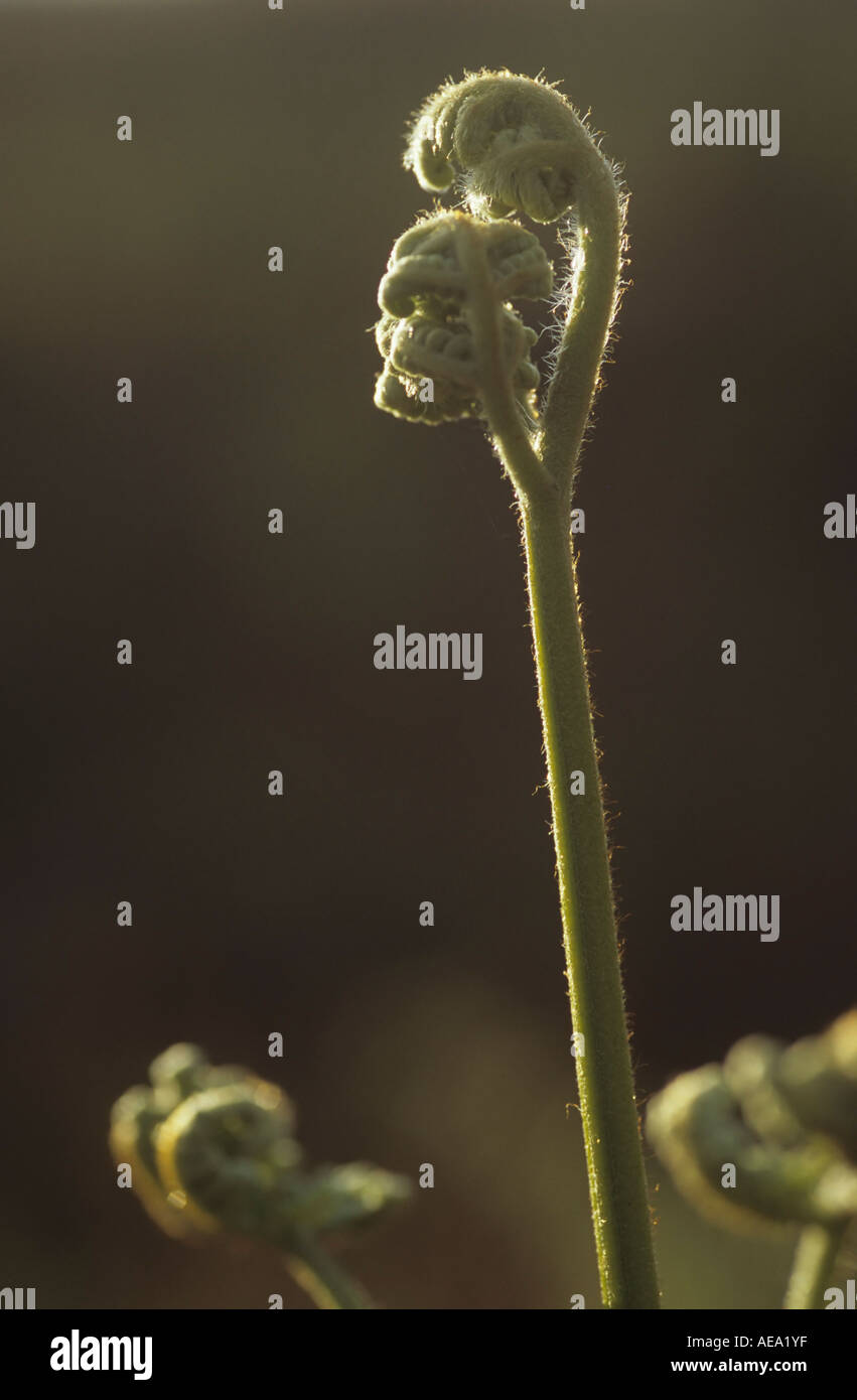 Fern leaves opening Stock Photo - Alamy