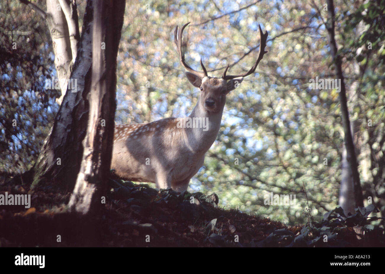 A common fallow stag in the woods Stock Photo - Alamy