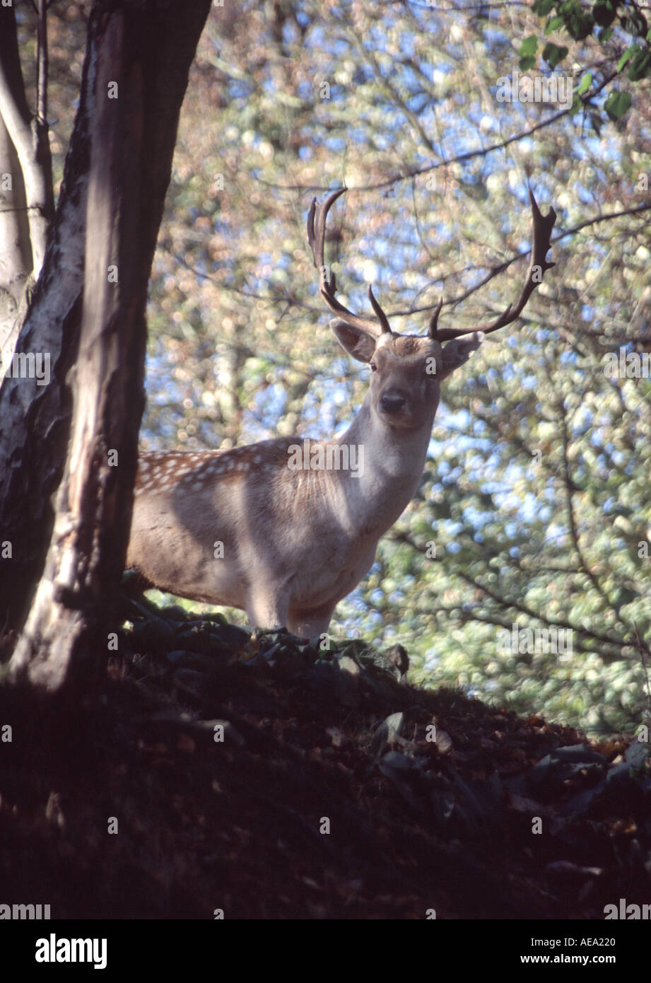 A fallow stag in the forest Stock Photo - Alamy