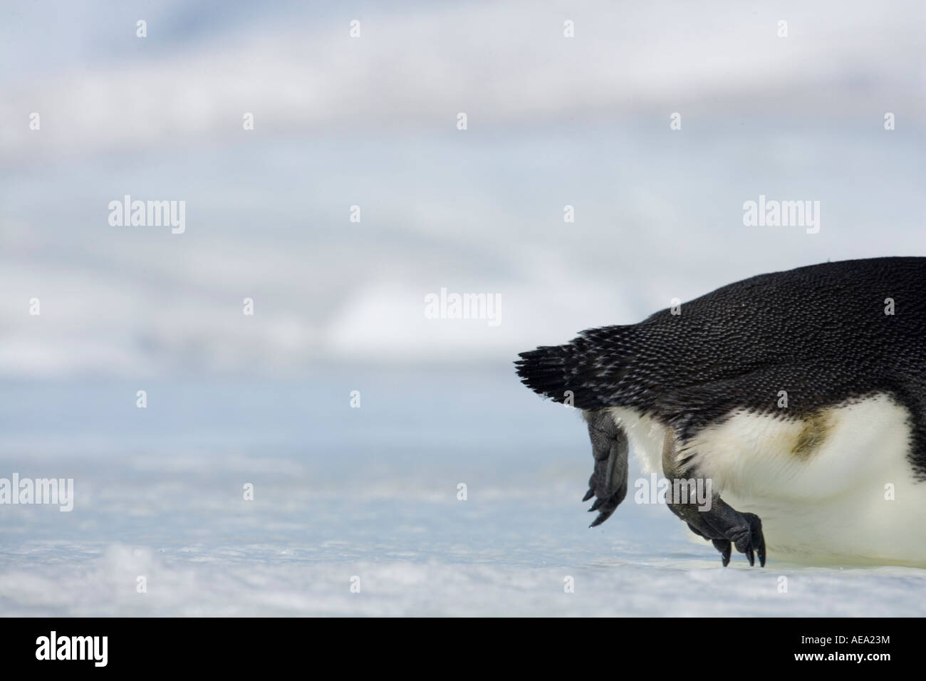 Antarctica Snow Hill Island Detail of Emperor Penguins claws ...