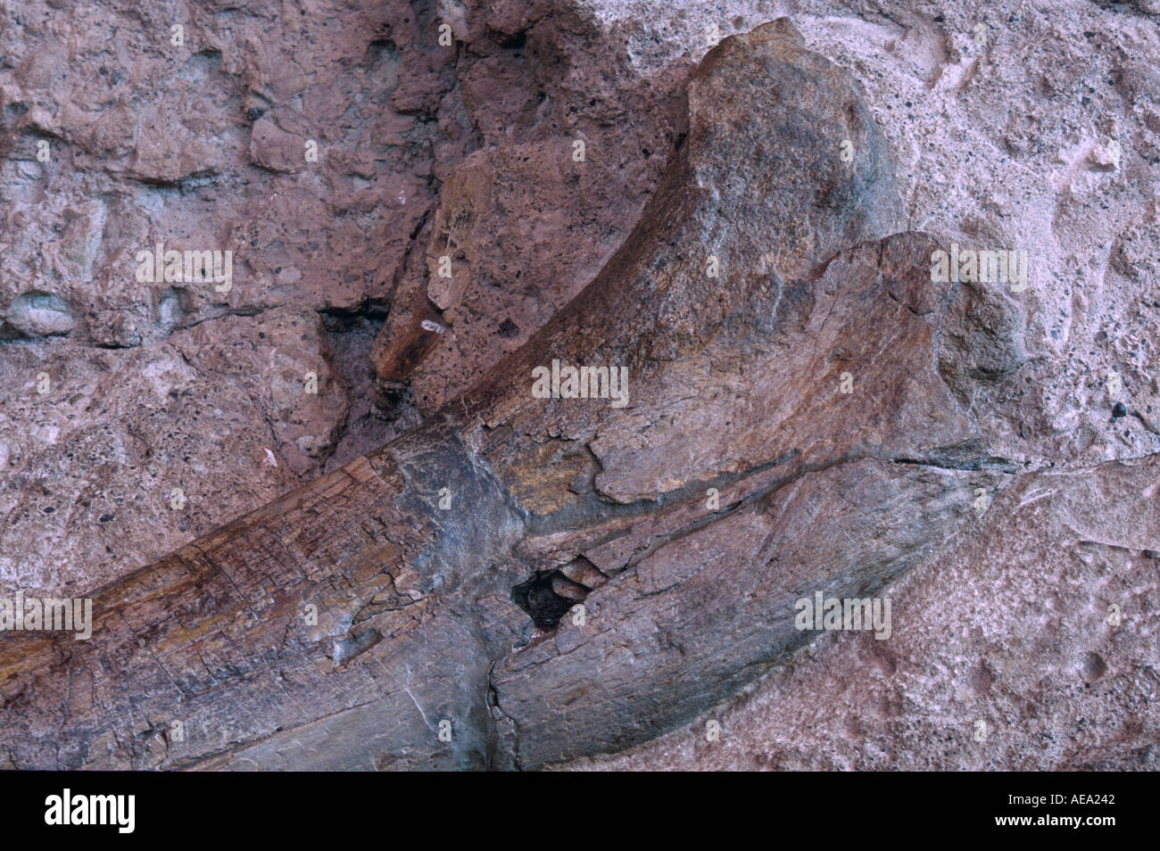 Dinosaur bone Dinosaur National Monument Utah USA Stock Photo - Alamy