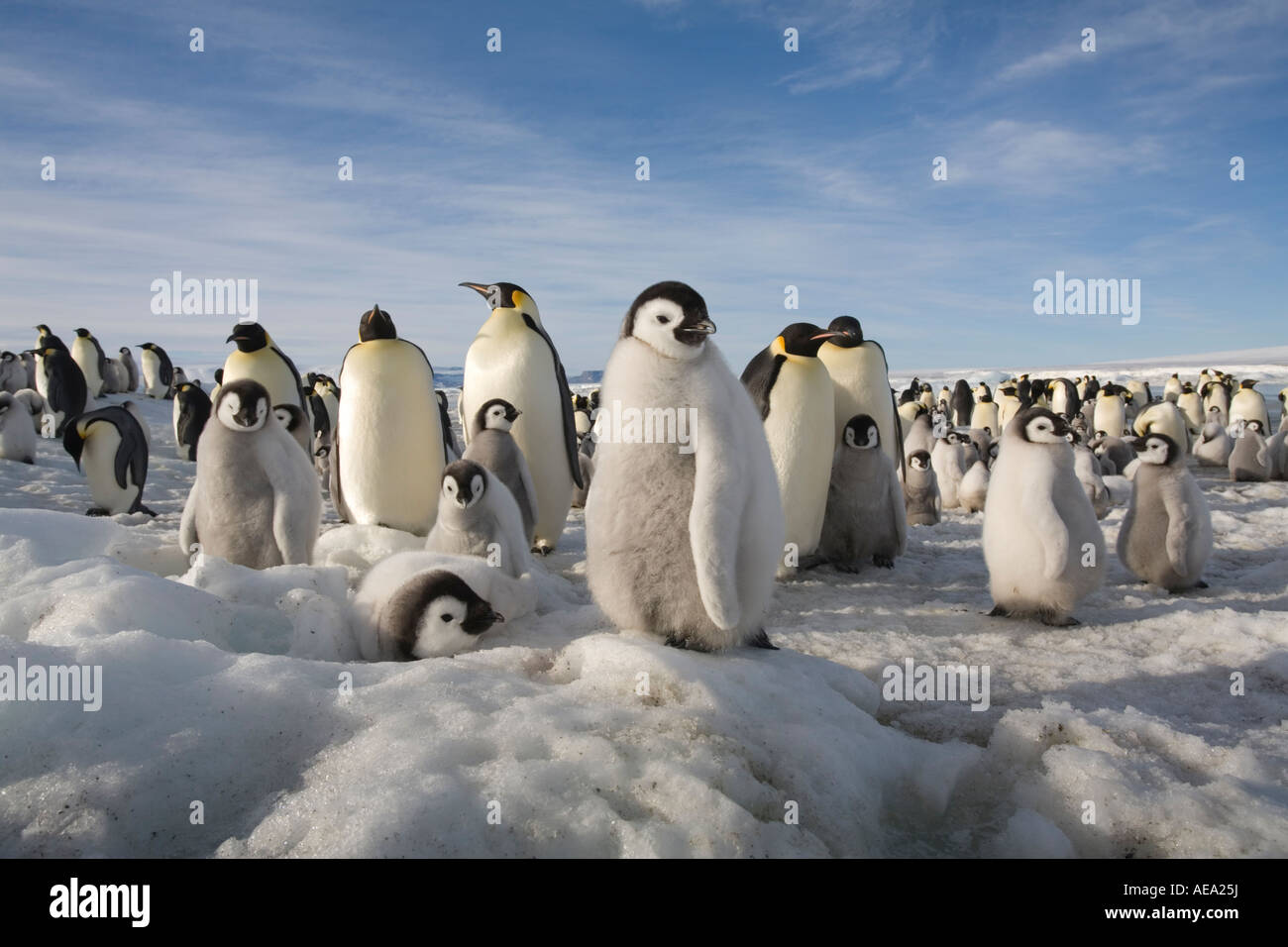 Pudgy penguins hi-res stock photography and images - Alamy