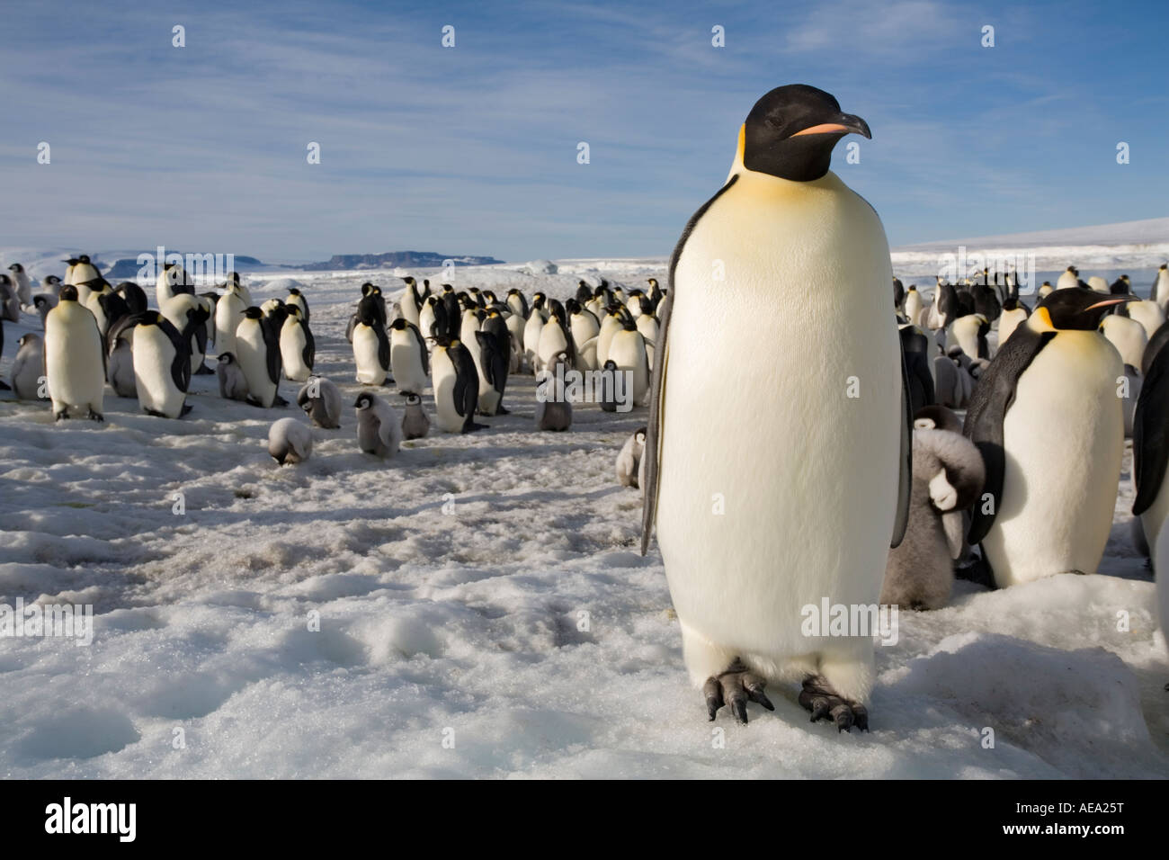Antarctica Snow Hill Island Emperor Penguins Aptenodytes forsteri on ...