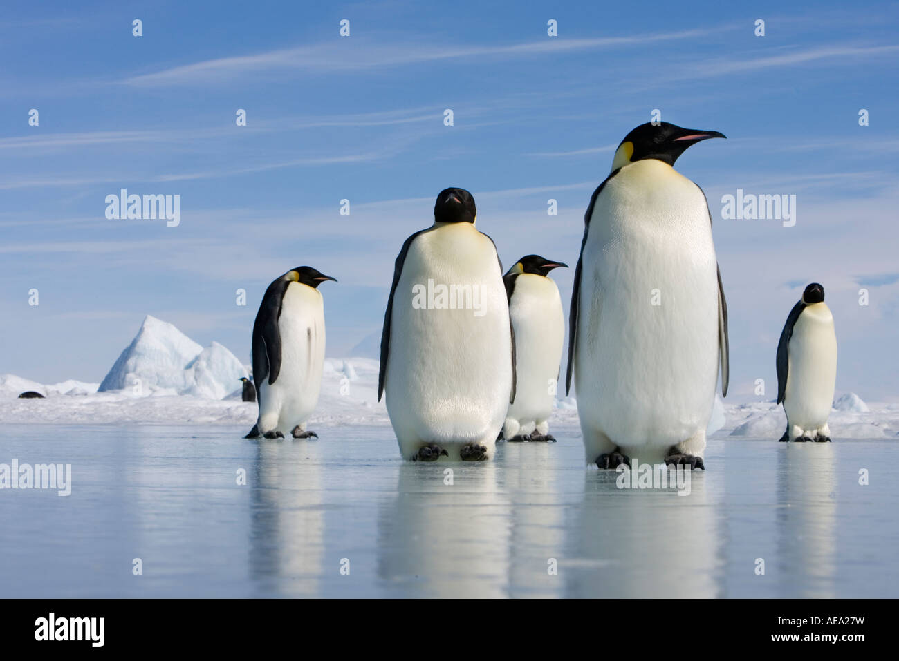 Antarctica Snow Hill Island Emperor Penguins Aptenodytes forsteri on ...
