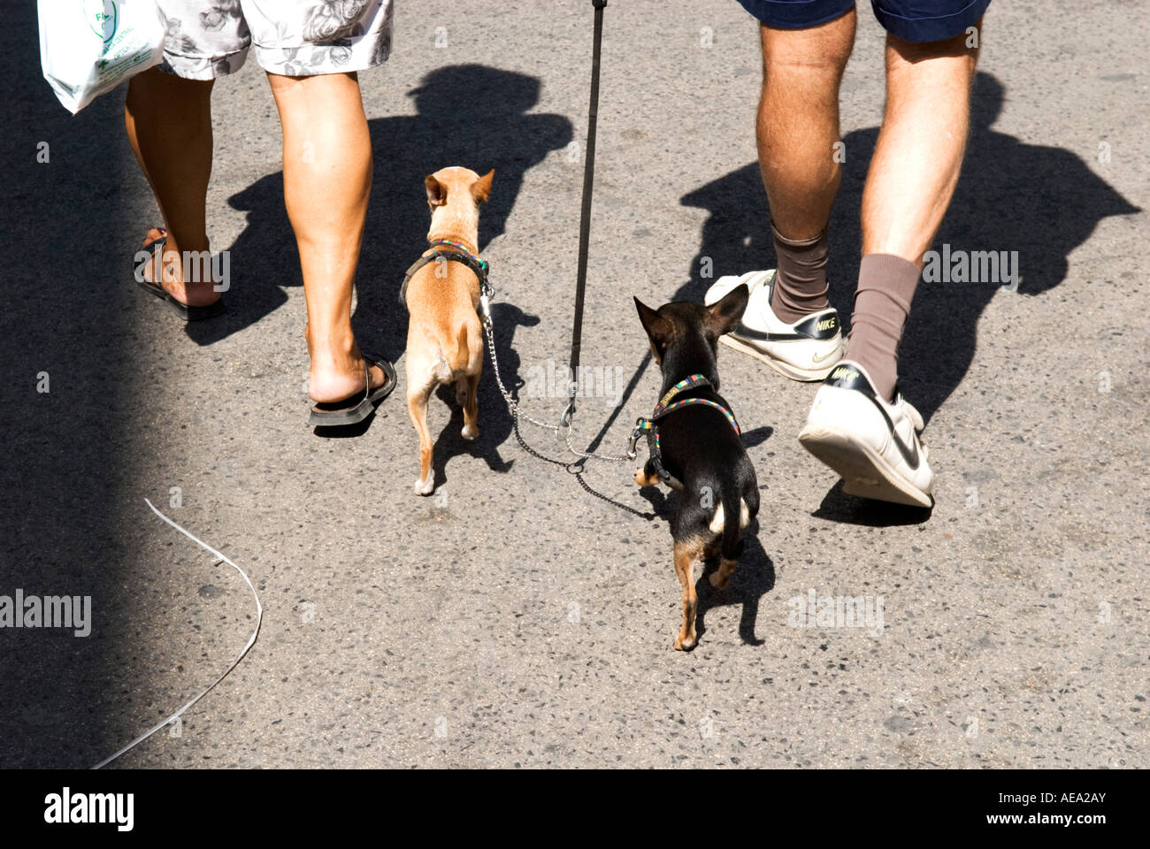 a cropped view of two peoples legs and their small dogs following on ...