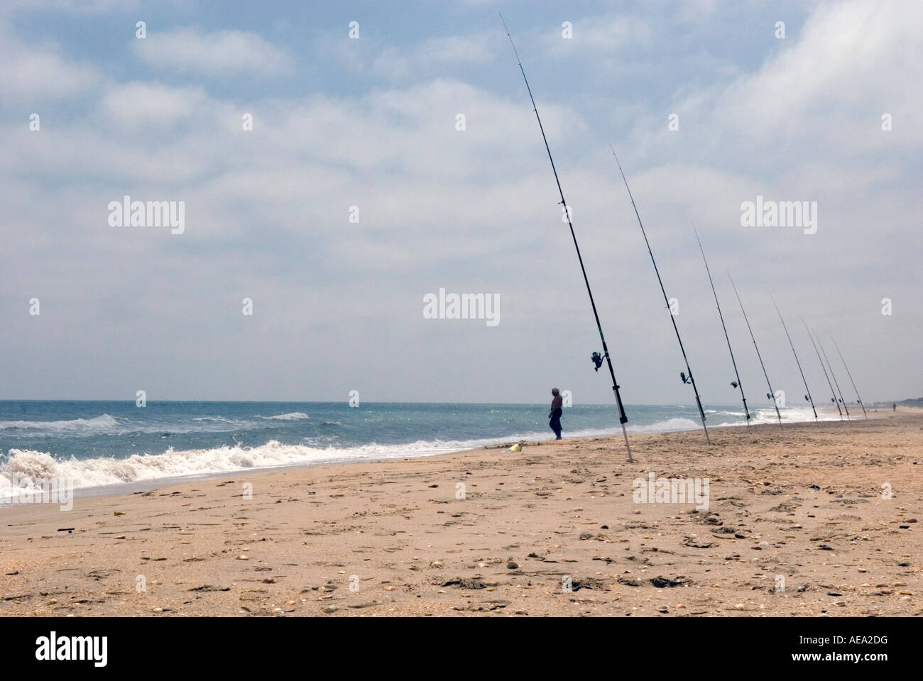 male angler on beach next to line of rods in sand waiting for fish to ...