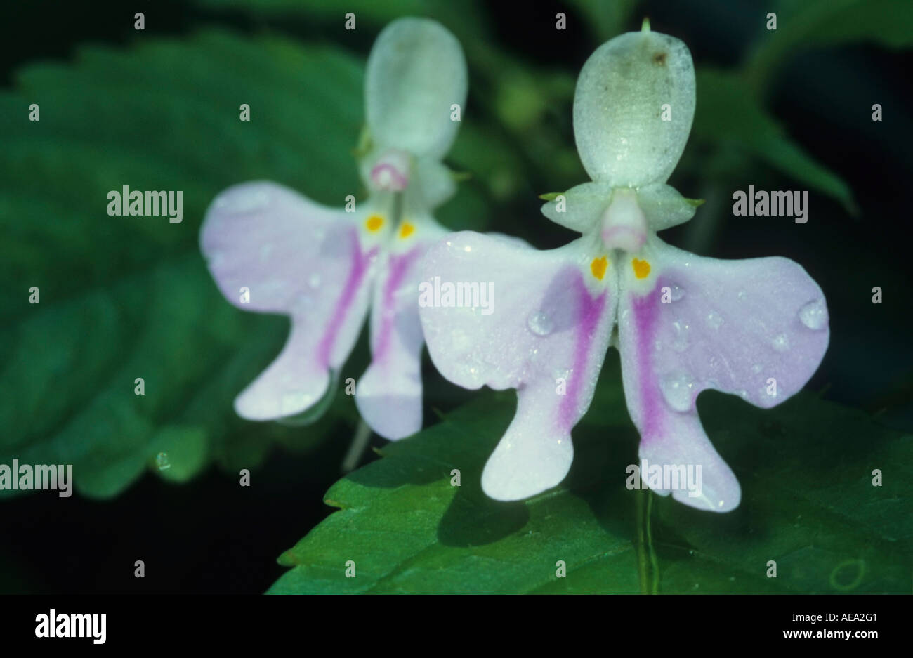 Flowers (Impatiens hochstetteri) in the Hogsback Forest in South Africa ...