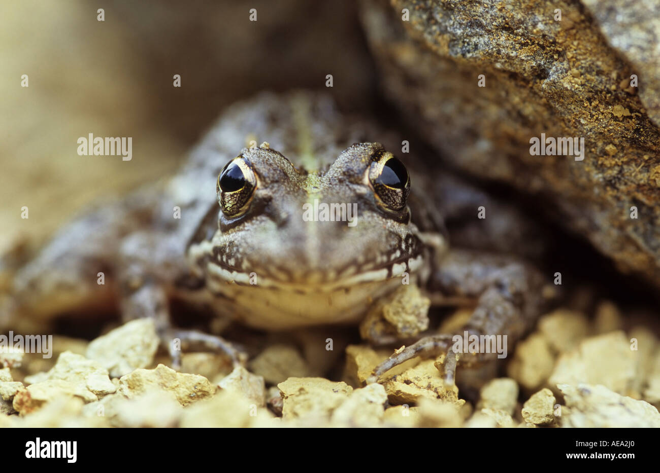 Common River frog (Afrana angolensis), Hogsback South Africa Stock ...