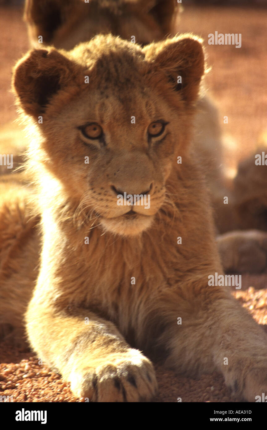 Lion cub brave hi-res stock photography and images - Alamy