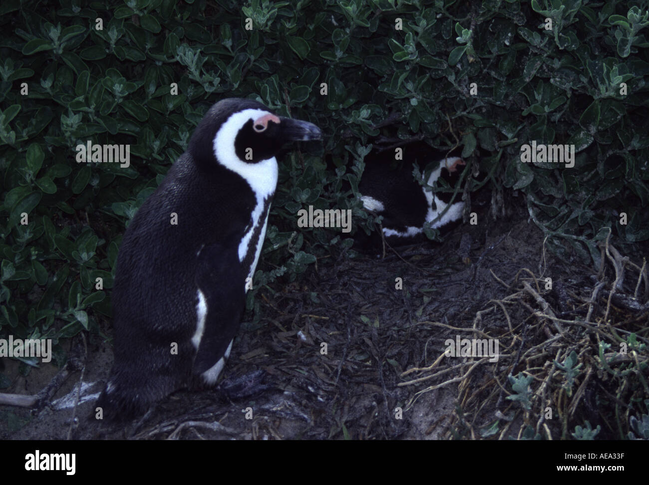 African Jackass Penguin Sphenisous demersus Boulders Beach South Africa ...