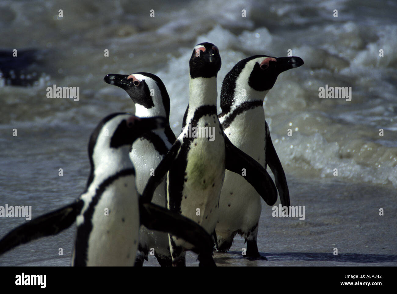 African Jackass Penguin Sphenisous demersus Boulders Beach South Africa ...