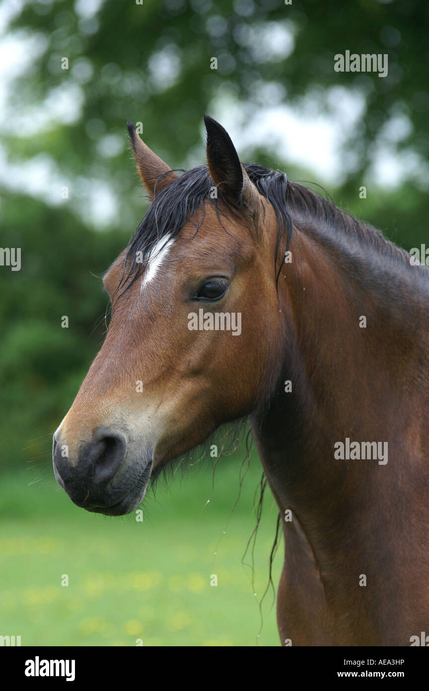 Welsh Cob Head Shot, Horses Head, Bay coloured mare with white star ...
