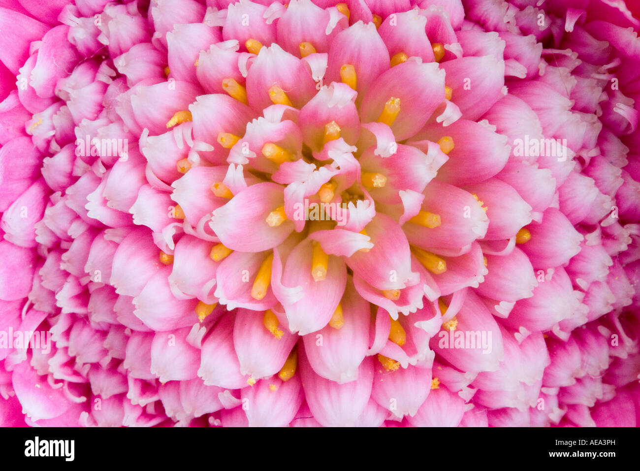 Garden flower. Pink Gerbera, 'Gerbera hybrida'. Close up macro shot ...