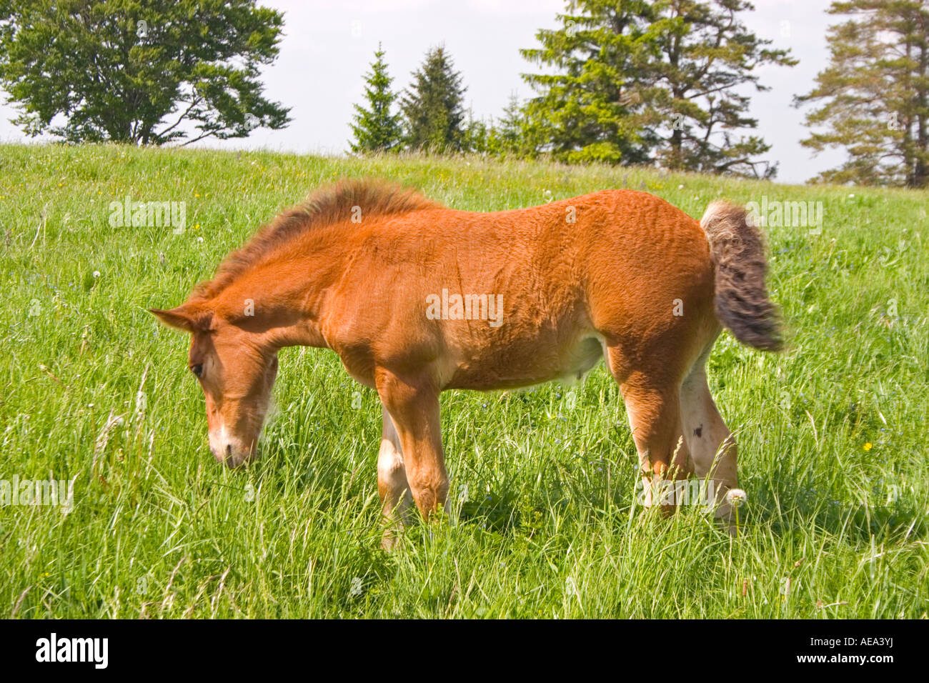 Horses on Slivnica Mountain , Slovenia Stock Photo - Alamy