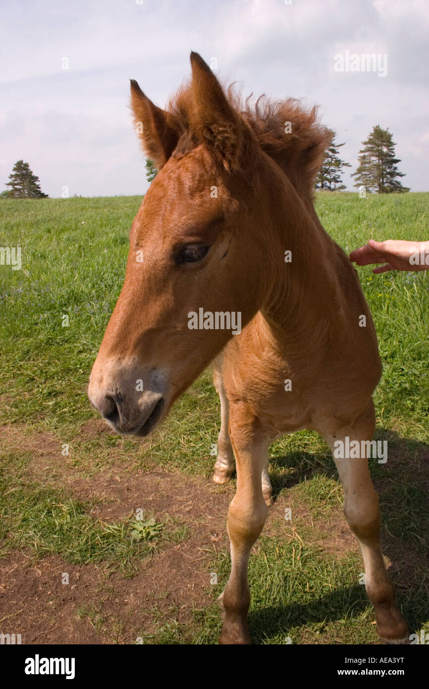 Horses on Slivnica Mountain , Slovenia Stock Photo - Alamy