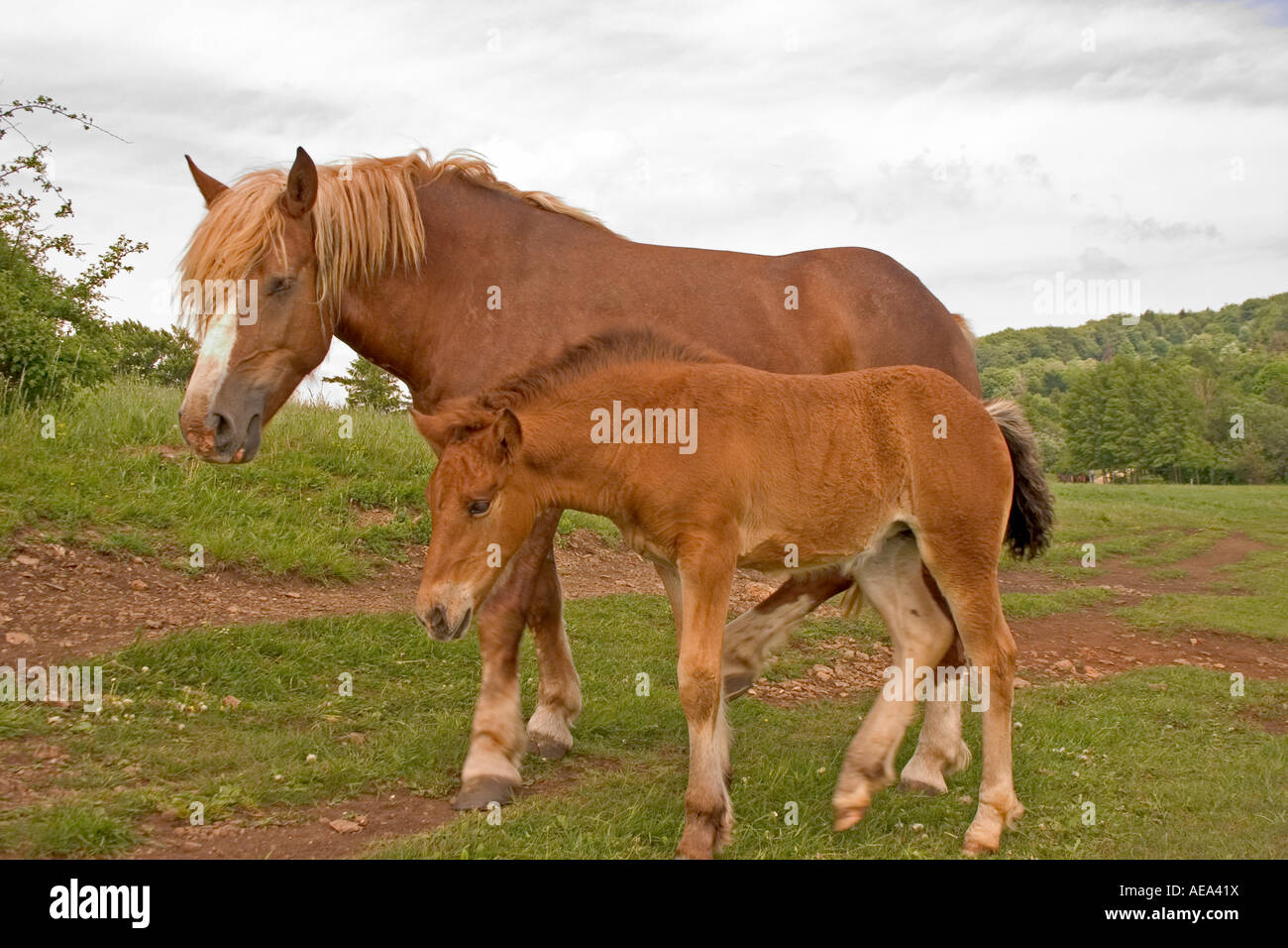 Horses on Slivnica Mountain , Slovenia Stock Photo - Alamy