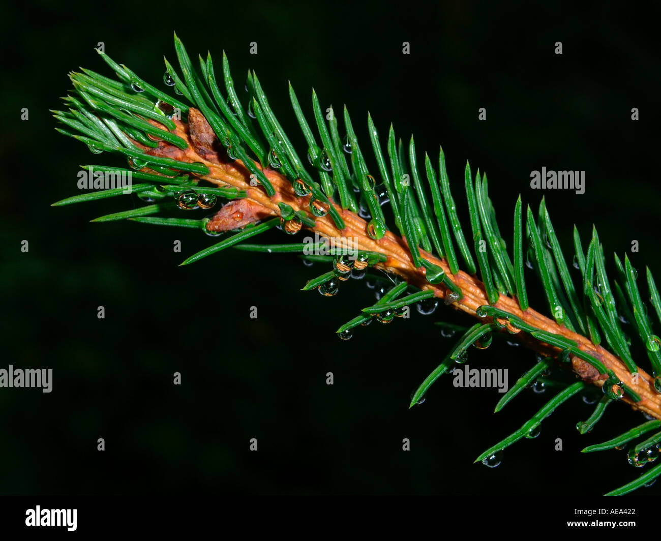 Conifer close to water hi-res stock photography and images - Alamy