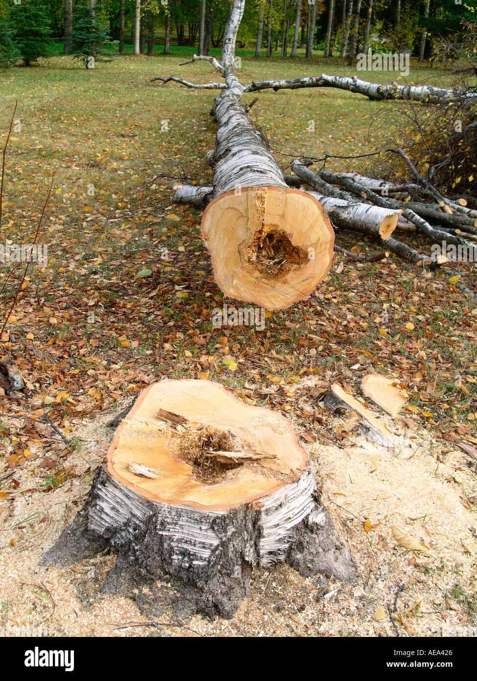 Cutted down tree hi-res stock photography and images - Alamy