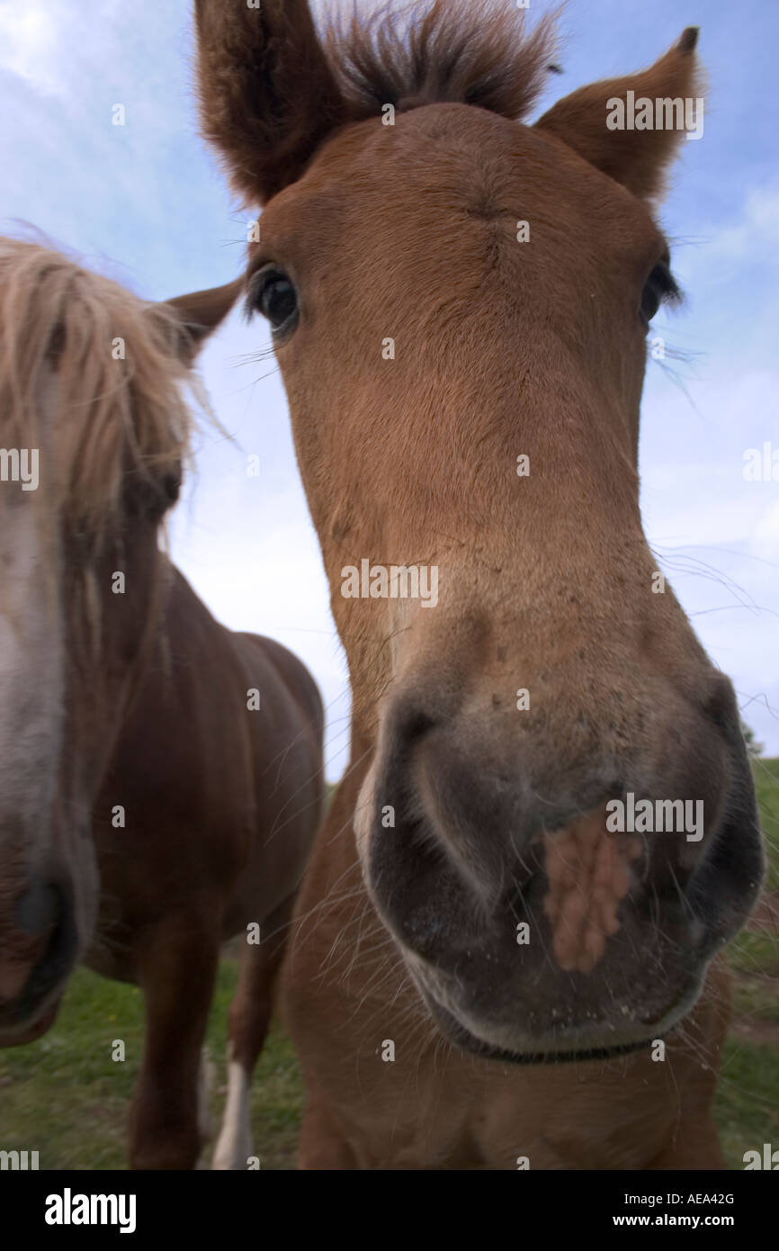 Horses on Slivnica Mountain , Slovenia Stock Photo - Alamy
