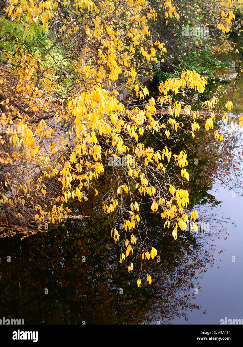 Branch over a river hi-res stock photography and images - Alamy
