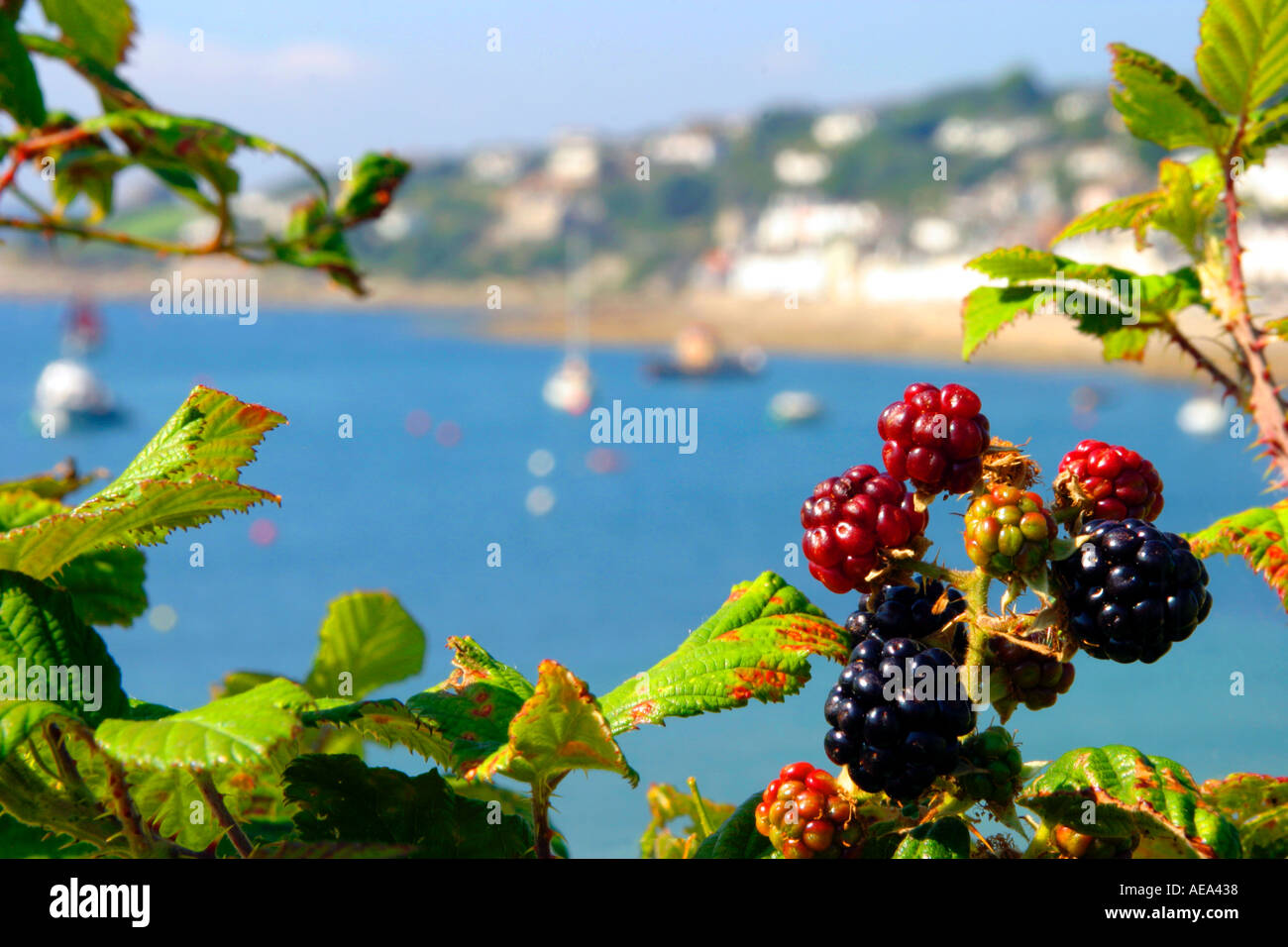Hedge and road hi-res stock photography and images - Alamy