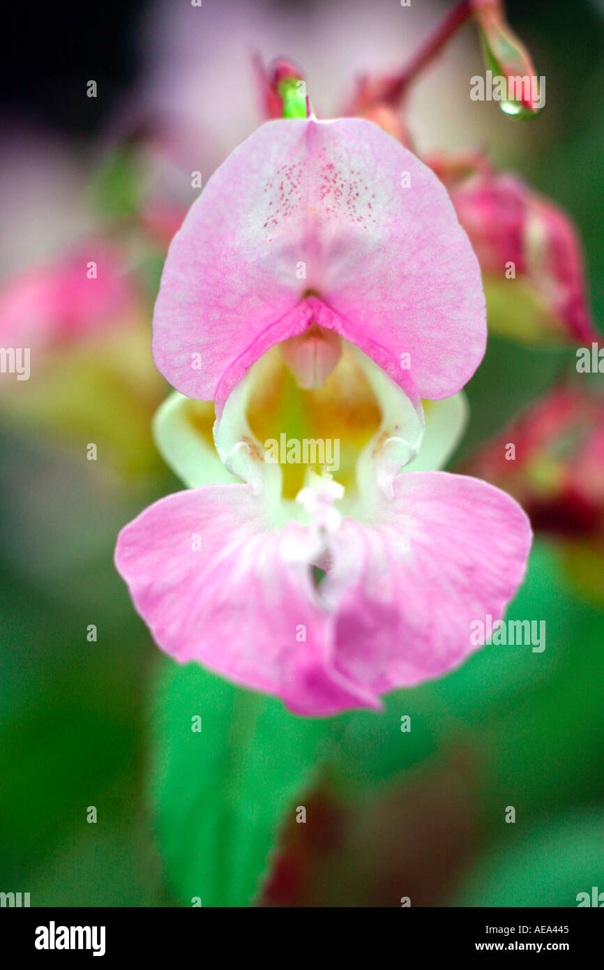 Himalayan or Indian balsam Impatiens glandulifera Stock Photo - Alamy
